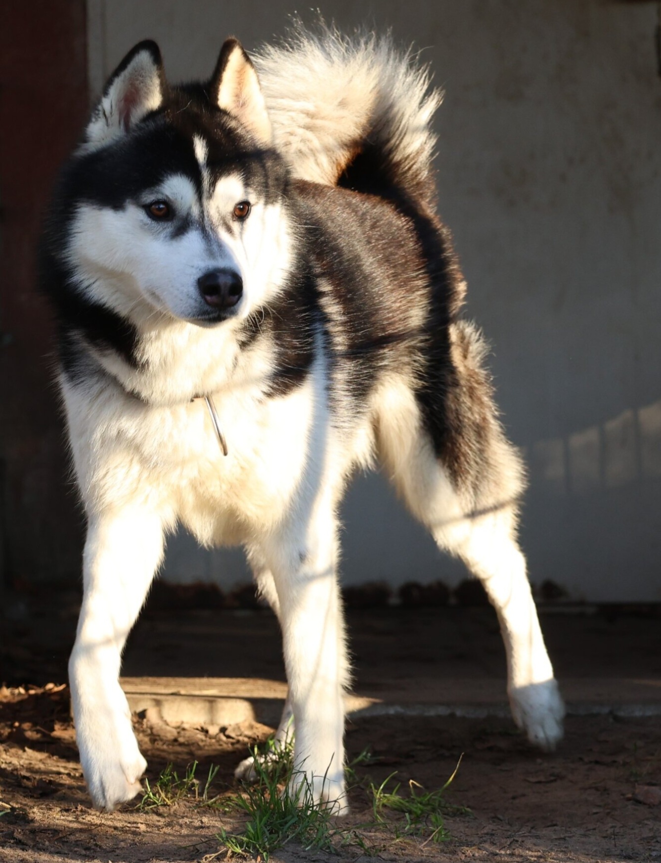 Balou – nordische-in-not.de